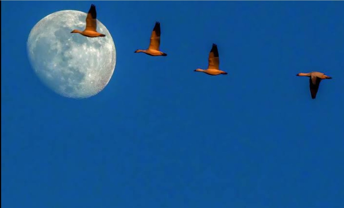 Select Your Flock Wisely – Dissentopia